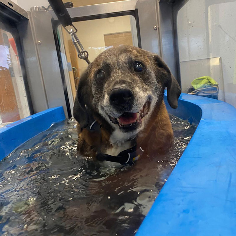 Benefits of Aquatic Therapy - Vet in Olathe | Pawgressive Steps Canine ...